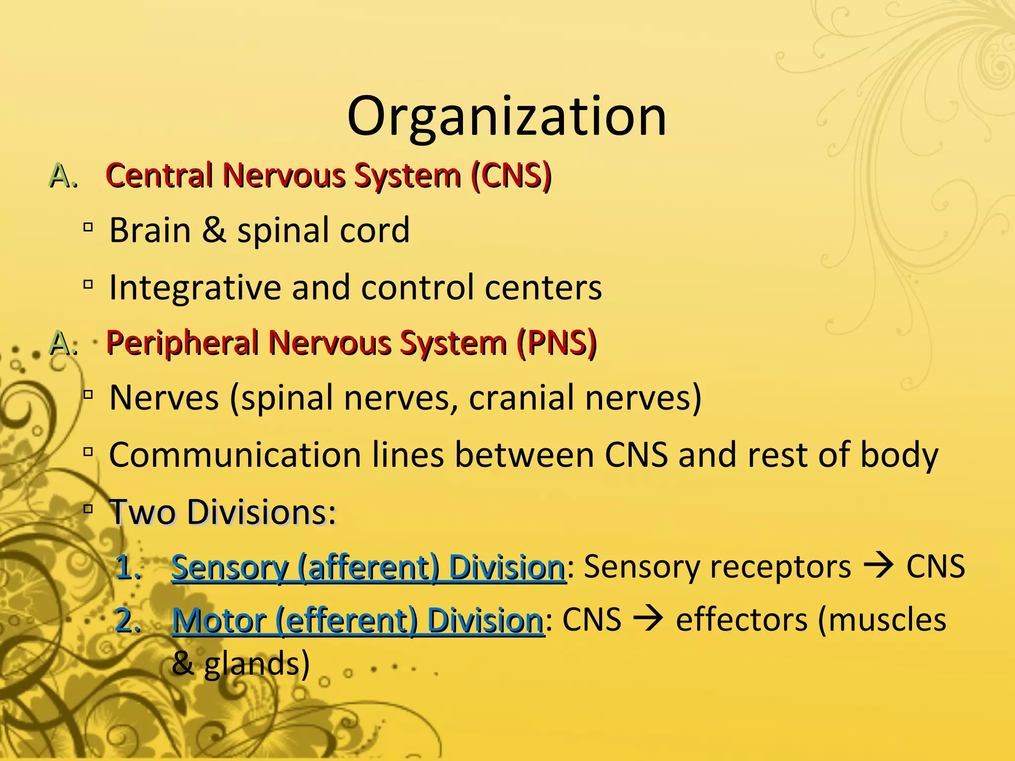 Anatomy lab. 7 nervous sys. | PPT