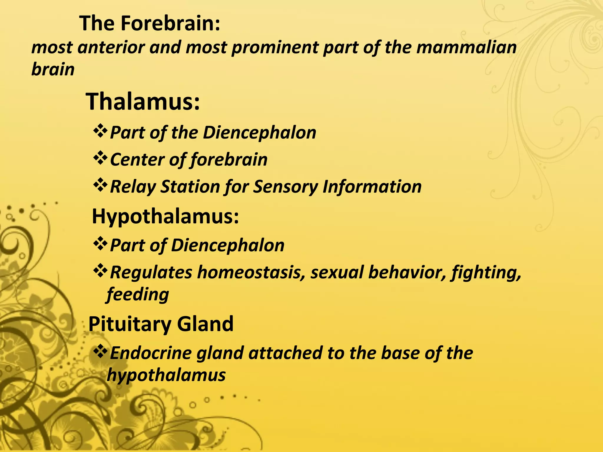 Anatomy lab. 7 nervous sys. | PPT