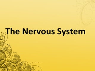 Anatomy lab. 7 nervous sys. | PPT