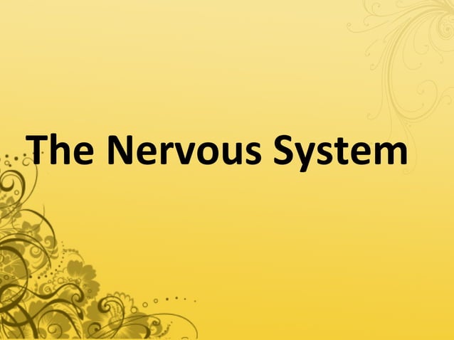 Anatomy lab. 7 nervous sys. | PPT