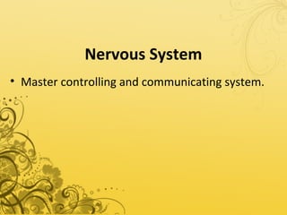 Anatomy lab. 7 nervous sys. | PPT