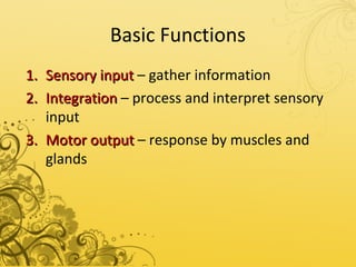 Anatomy lab. 7 nervous sys. | PPT