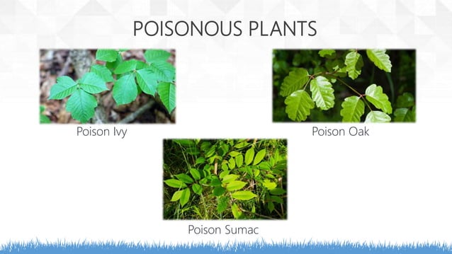 CHEMICAL & BIOLOGICAL HAZARDS IN CONSTRUCTION | PPTX | First Aid | Injuries