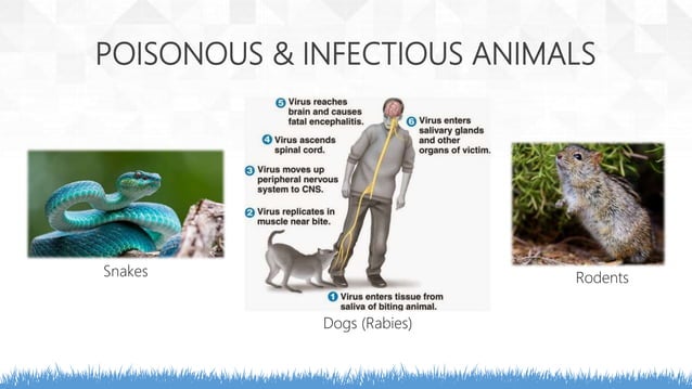 CHEMICAL & BIOLOGICAL HAZARDS IN CONSTRUCTION | PPTX | First Aid | Injuries