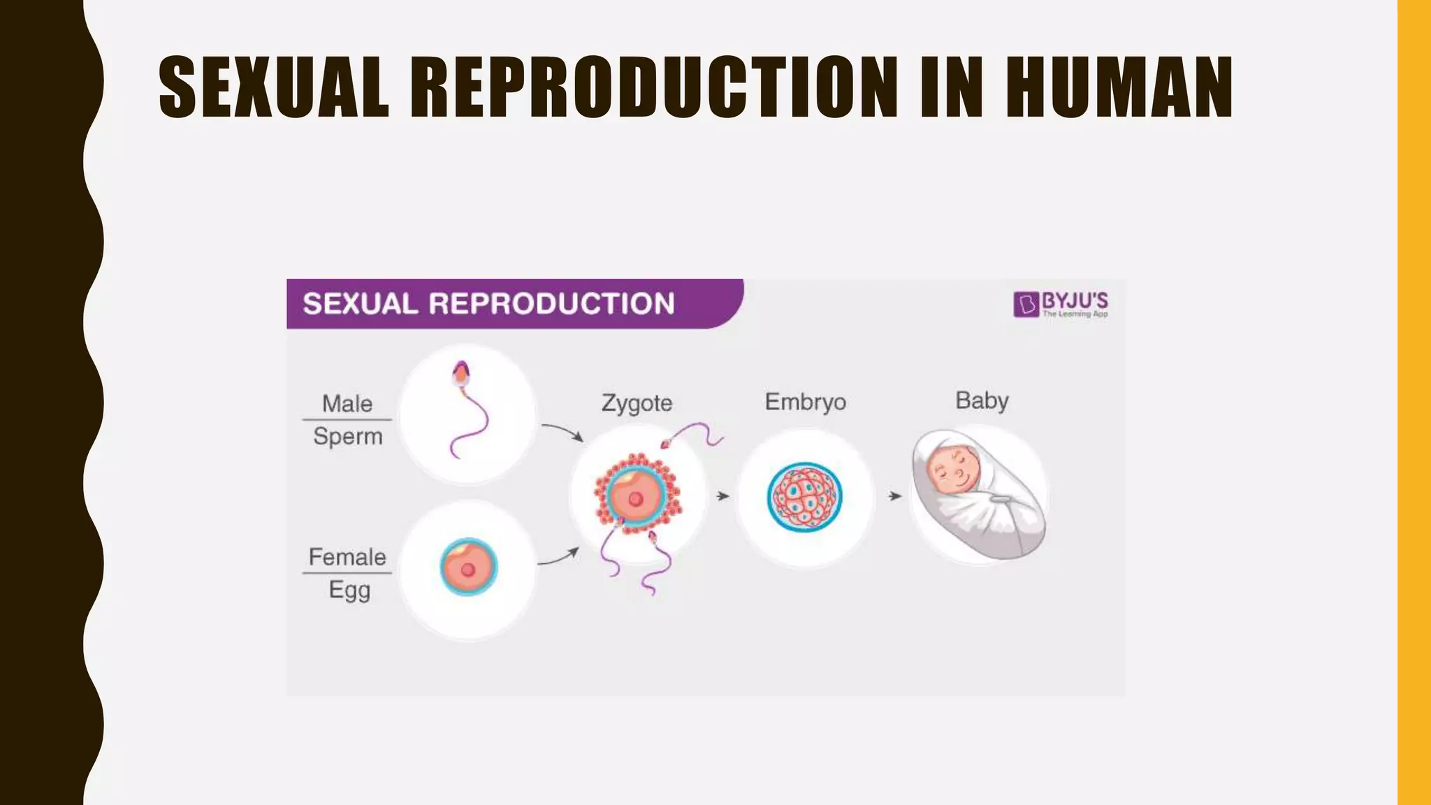 Reproduction.pptx