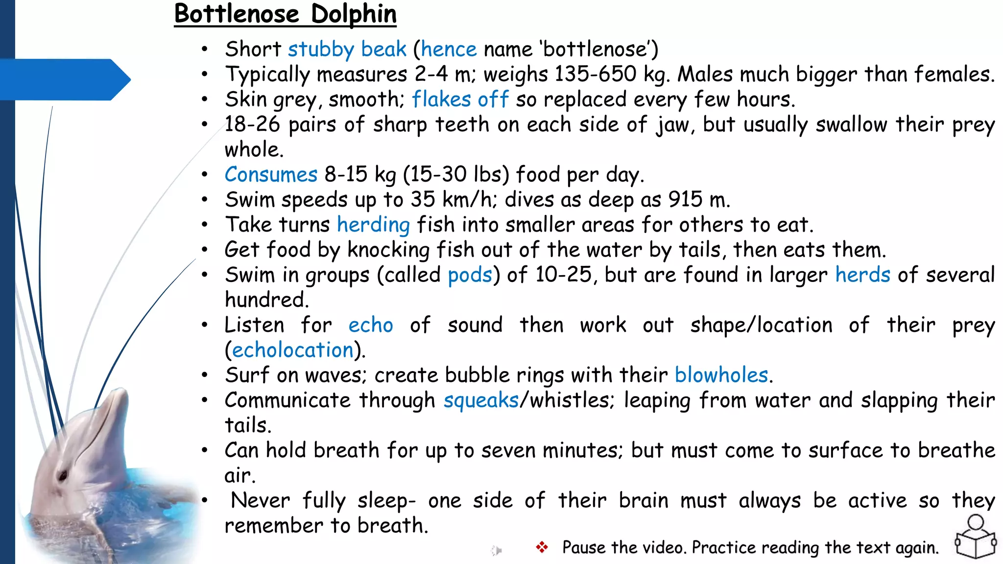 Non-Chronological Report (Bottlenose Dolphin | PPTX | Fish and ...