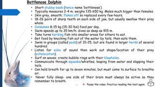 Non-Chronological Report (Bottlenose Dolphin | PPTX | Fish and ...