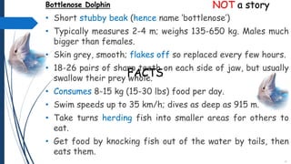 Non-Chronological Report (Bottlenose Dolphin | PPTX | Fish and ...