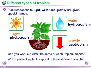 Grade 6 - Plant responses to different stimuli.ppt
