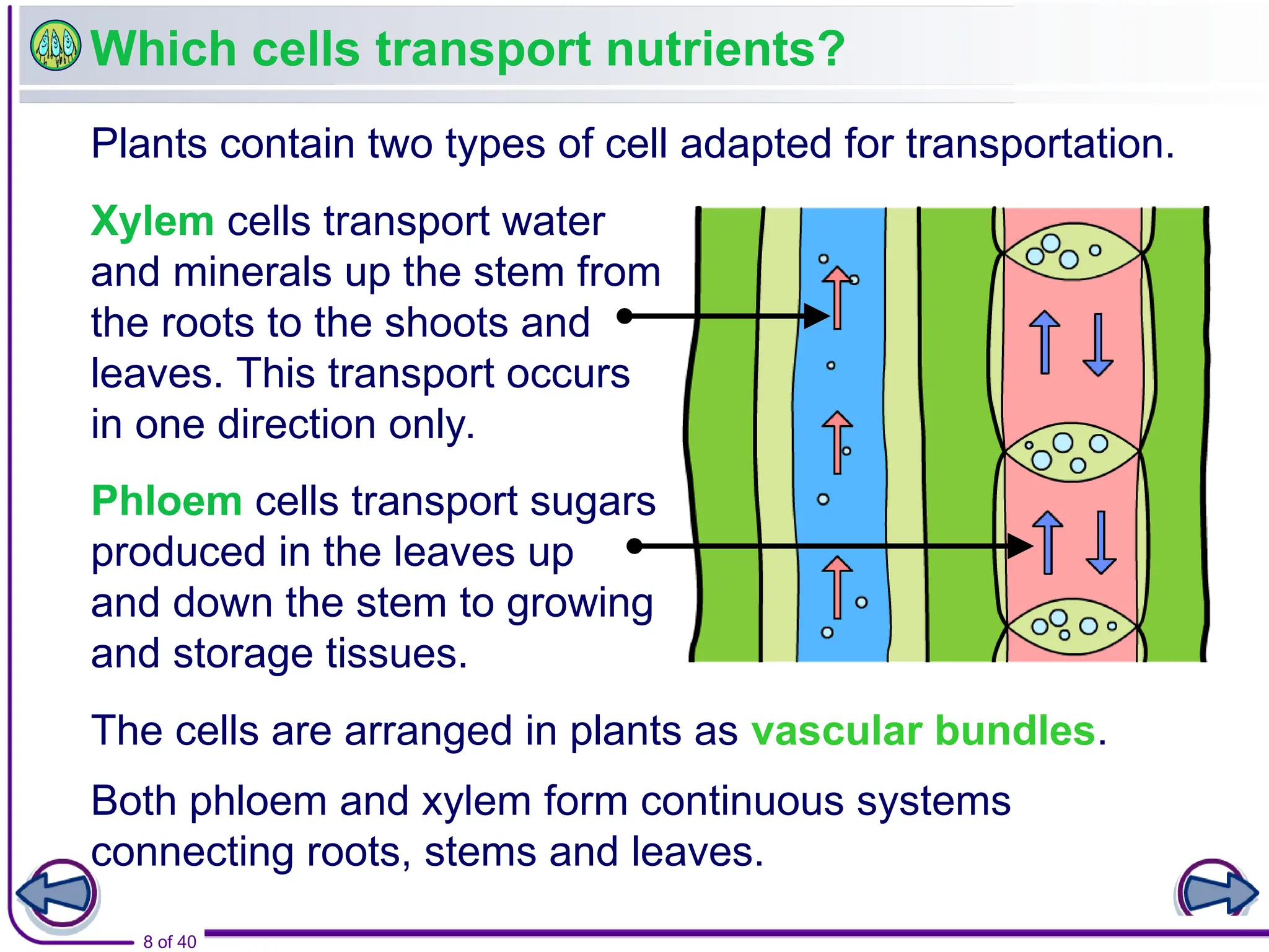 Grade 6 - tissues and Transport in plants.ppt