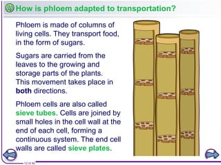 Grade 6 - tissues and Transport in plants.ppt