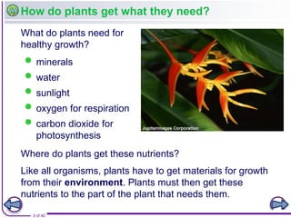 Grade 6 - tissues and Transport in plants.ppt