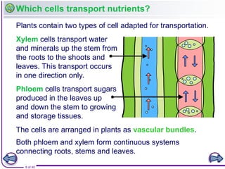 Grade 6 - tissues and Transport in plants.ppt