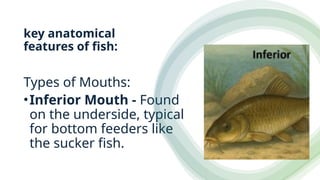 G6_Anatomy of Fish (align with the MATATAG CURRICULUM | PPTX