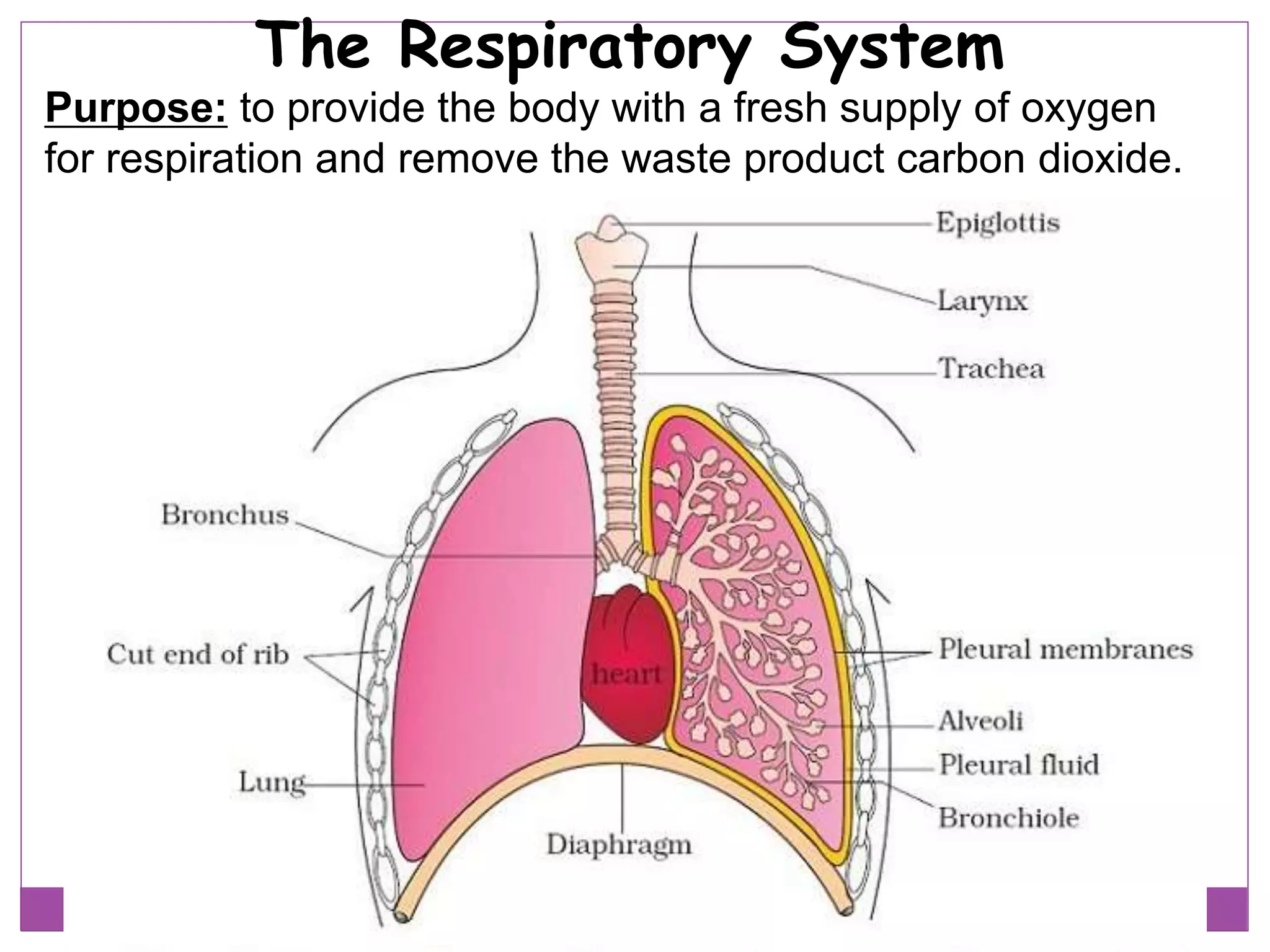 Breathing, Respiration and Human Respiratory System | PPTX