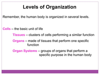 Breathing, Respiration and Human Respiratory System | PPTX