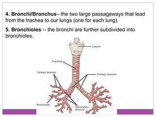 Breathing, Respiration and Human Respiratory System | PPTX