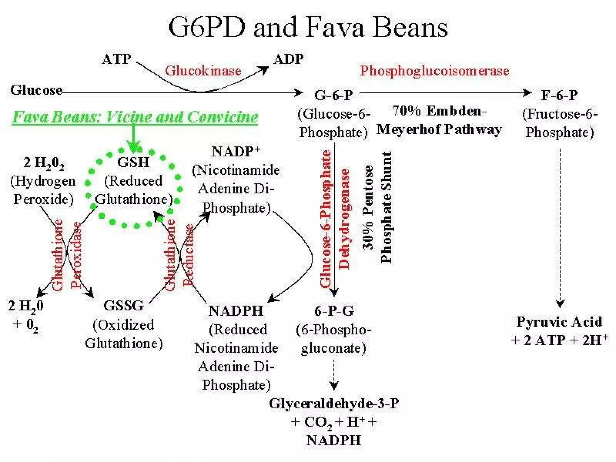 G6 Pd Deficiency | PPT
