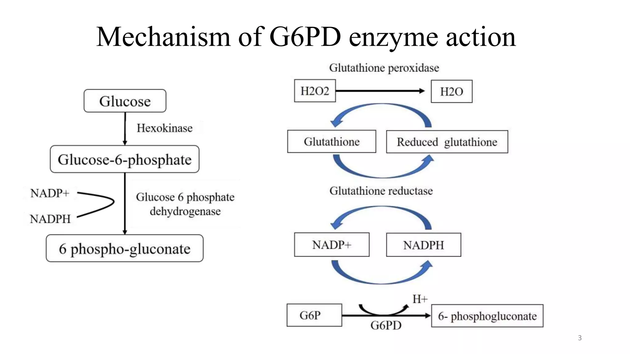 G6PD deficiency | PPTX