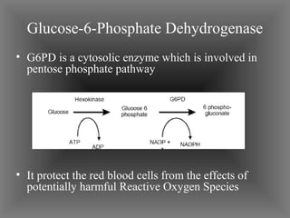 G6PD deficiency and malaria | PPT