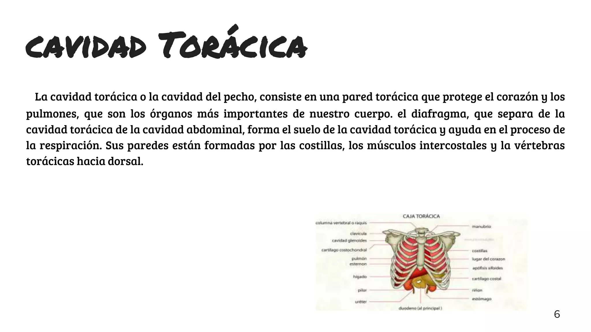 cavidades del cuerpo humano | PPTX