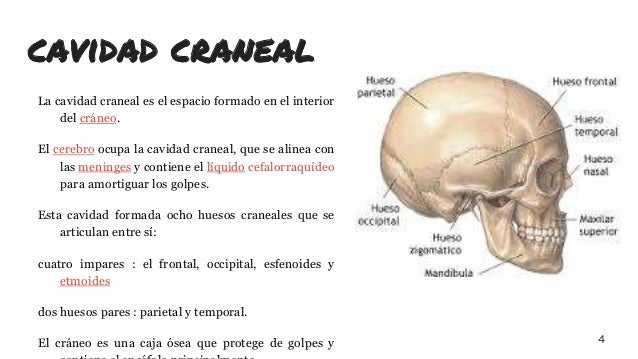 cavidades del cuerpo humano