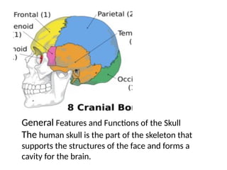 G6 Q2 WEEK 1-3 parts and function of the skeletal.pptx