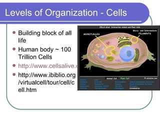 Cells & Levels of Organization | PPT