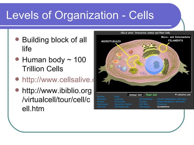 Cells & Levels of Organization | PPT
