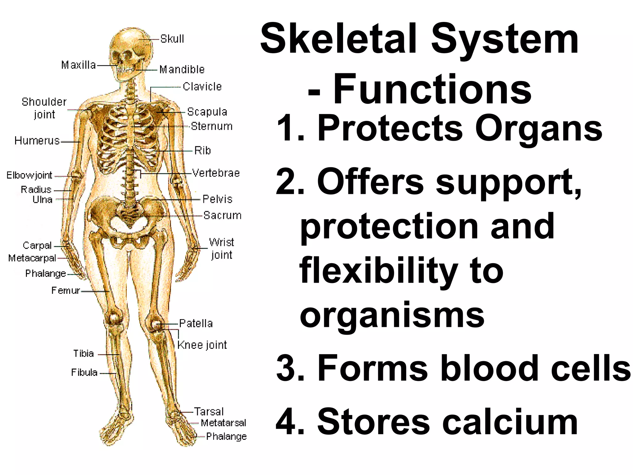 Skeletal System Class Notes | PPT | Bone and Joint Conditions ...