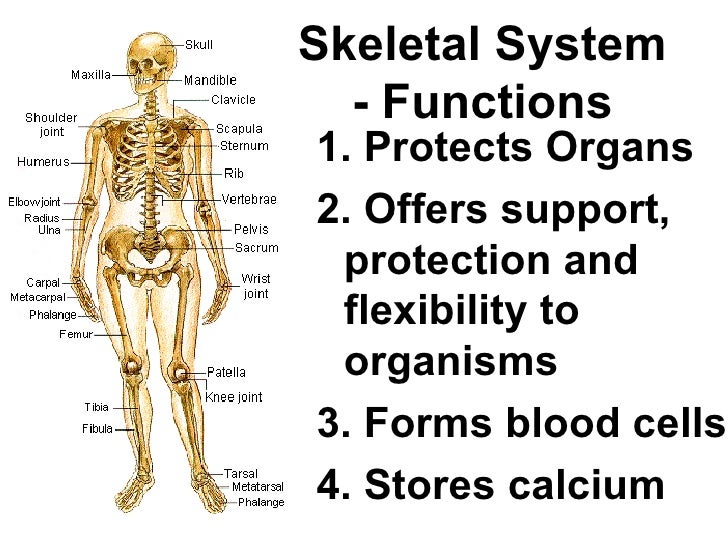 Skeletal System Class Notes Skeletal System Class Notes