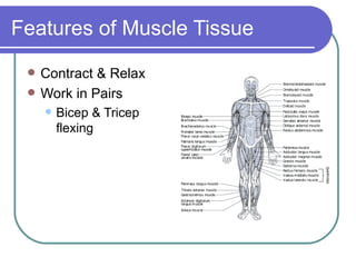 Muscle System Class Notes | PPT