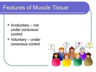 Muscle System Class Notes | PPT