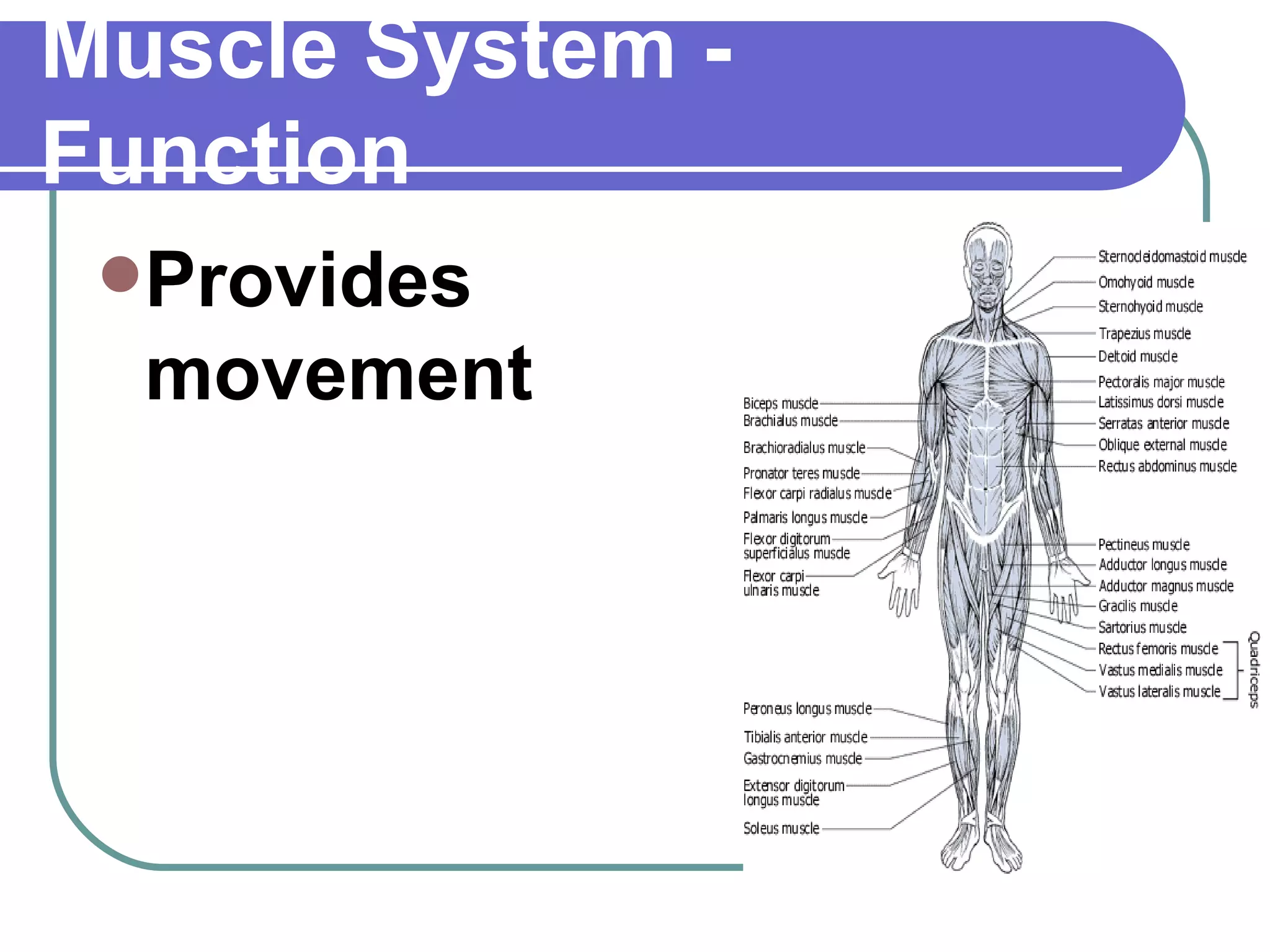 Muscle System Class Notes | PPT