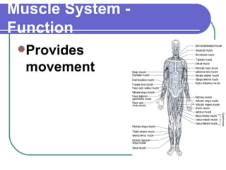 Muscle System Class Notes | PPT