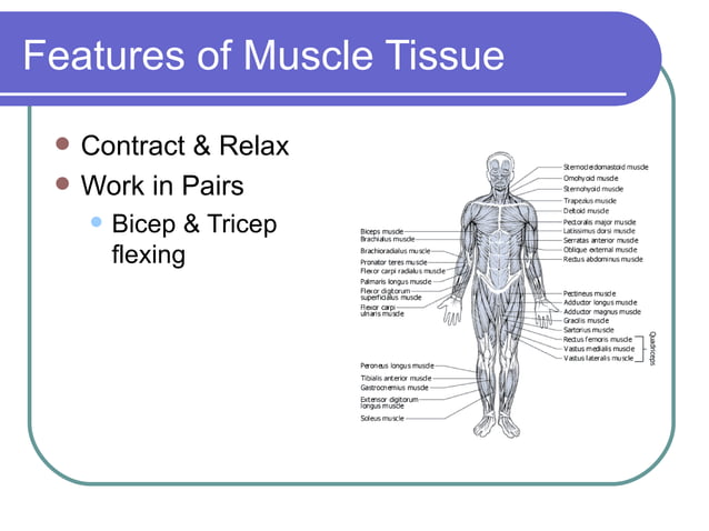 Muscle System Class Notes | PPT