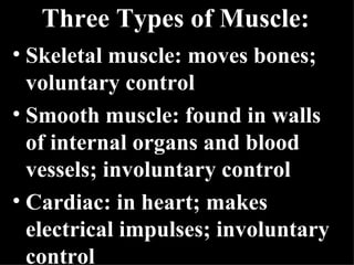 Muscle System Class Notes | PPT