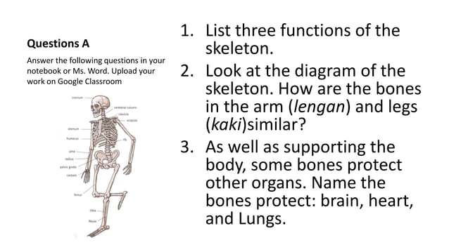 G7_Bones and Skeleton.pptx