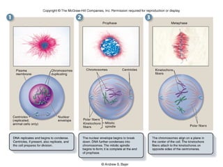 G7 cell cycle | PPT