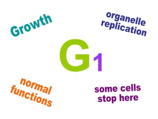 G7 cell cycle | PPT