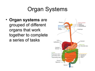 G7 ch3.1 levels of organization | PPT
