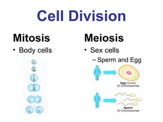 Sexual Reproduction Meiosis