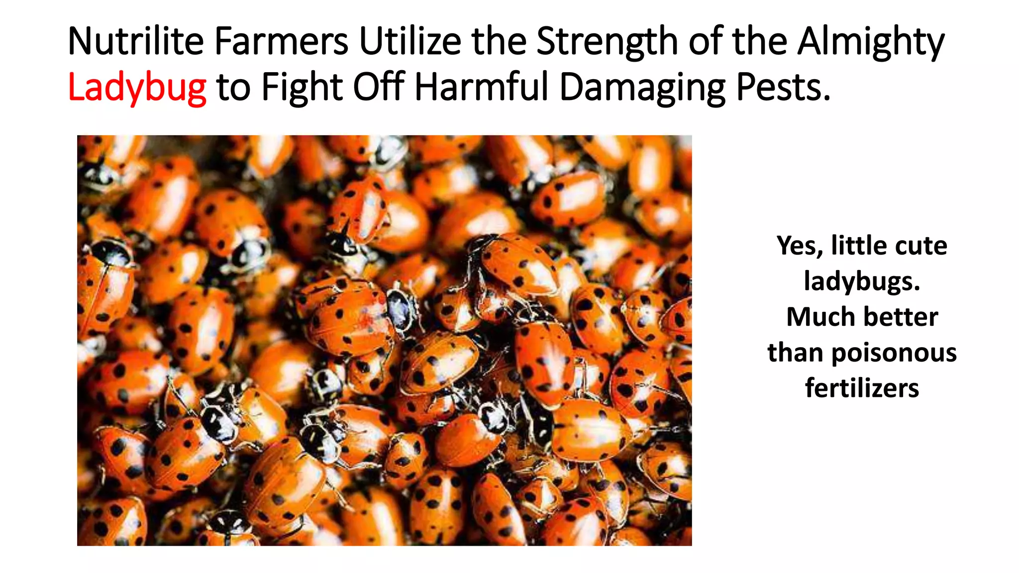 Amway Nutrilite Double X Vitamin Review | PPTX