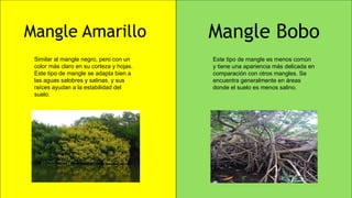 G7 Manglares en Panamáxm,vxndxknbcvjb.pptx