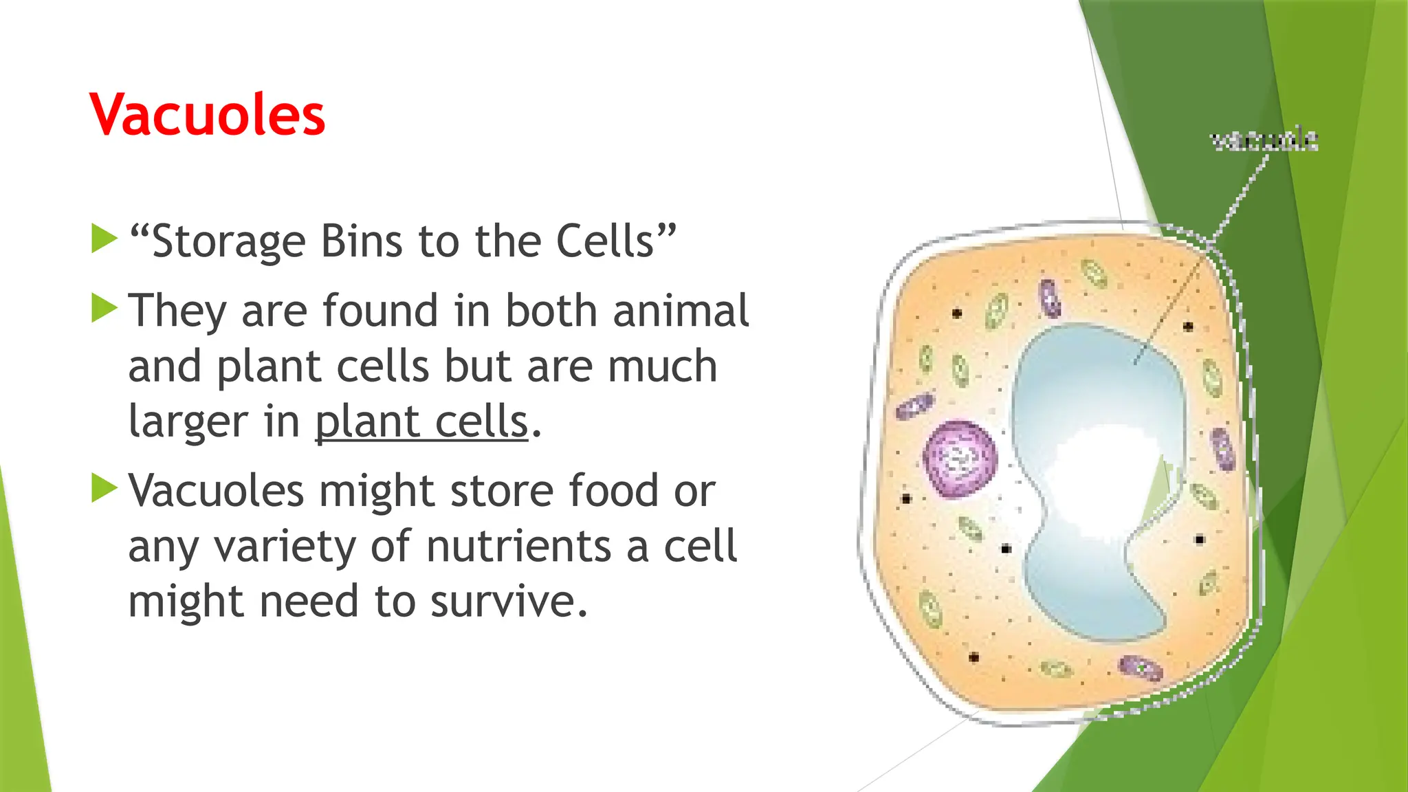 G7 Science Q2-Week 4 Plant and Animal Cell.pptx