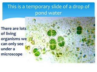 G7 Sciene Q2- Week 2-Focus specimens.pptx
