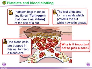 Grade 8 - biology - Blood components.ppt
