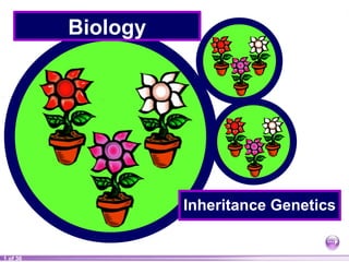 Grade 8 - Biology - Inheritance Genetics.ppt