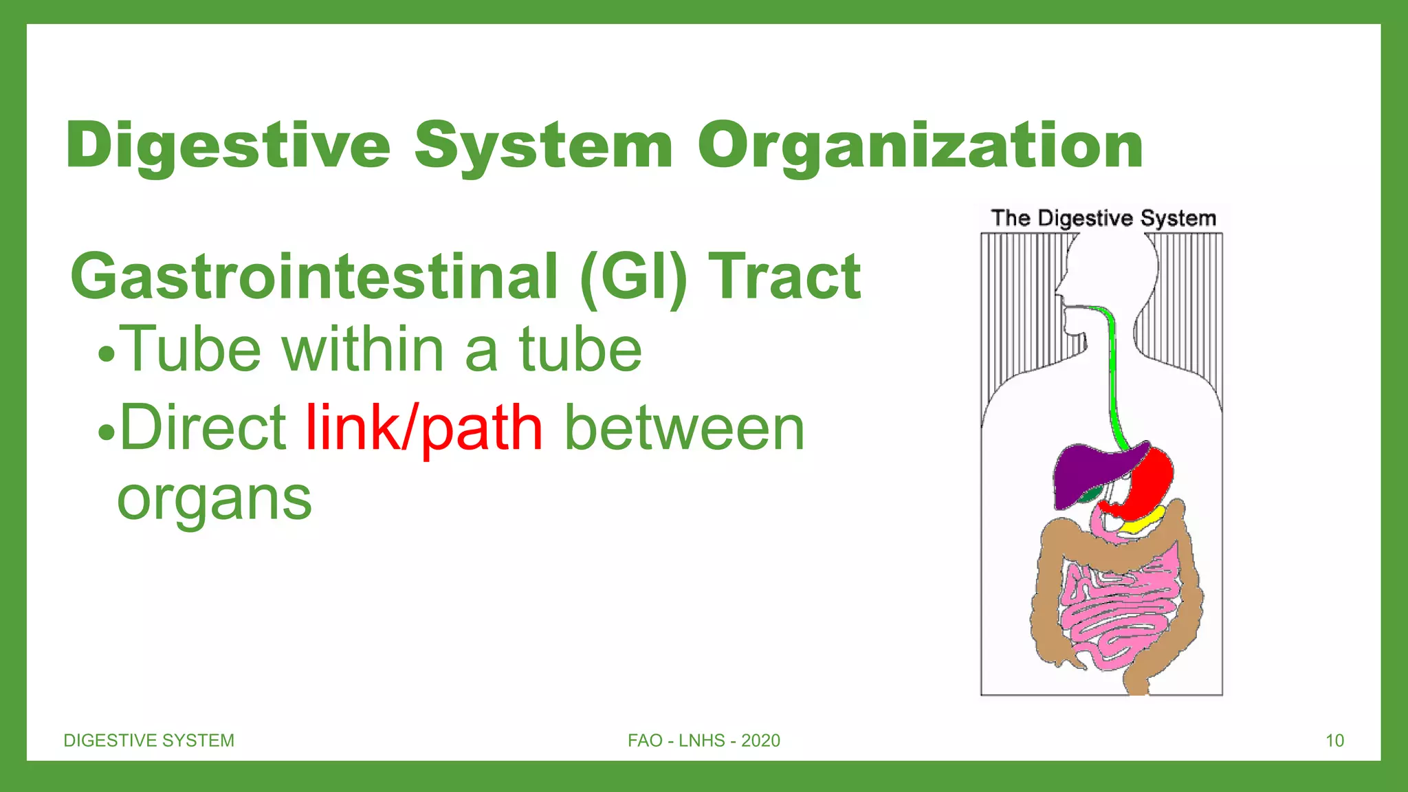 Digestive System (Grade 8, Quarter 4) | PPTX