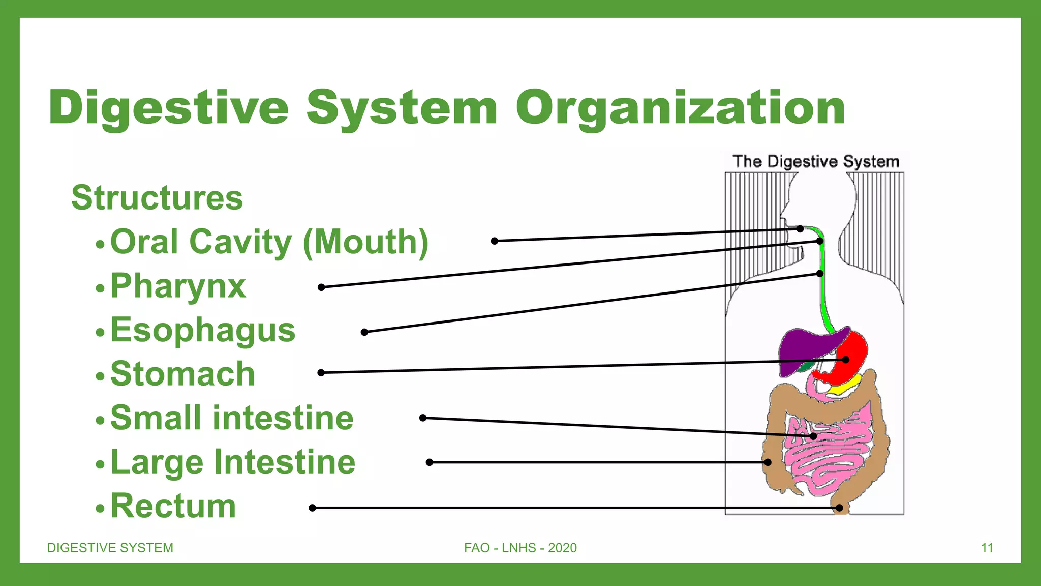 Digestive System (Grade 8, Quarter 4) | PPTX